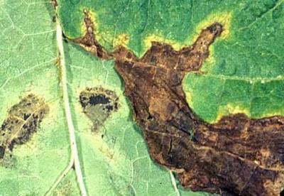 Bacterial Blights on Vegetables | University of Maryland Extension