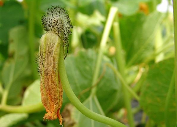 Choanephora Rot of Vegetables | University of Maryland Extension