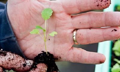 Care of Vegetable Seedlings | University of Maryland Extension