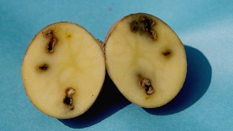 Wireworms and Maggots - Vegetables | University of Maryland Extension