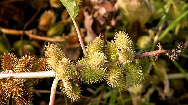 Common Cocklebur | University of Maryland Extension