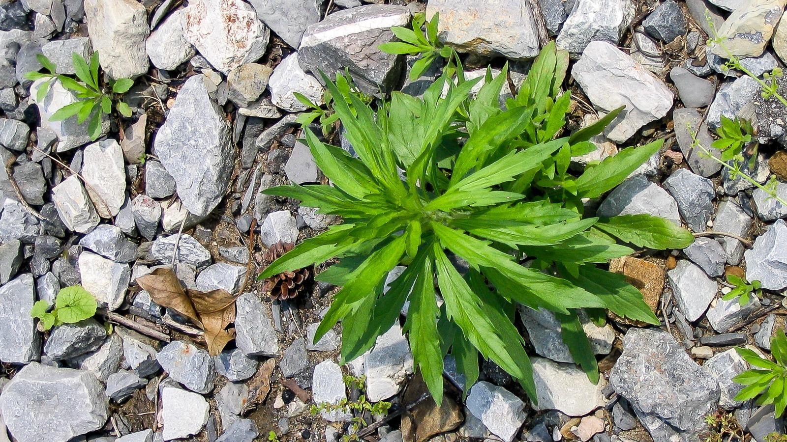 Summer Weeds | University of Maryland Extension