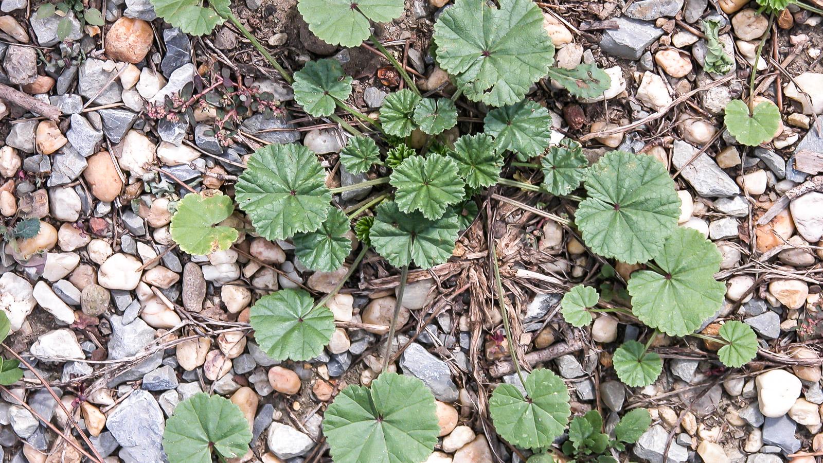 Common Mallow | University of Maryland Extension