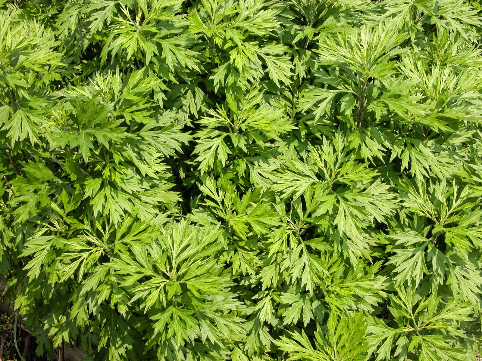 Mugwort | University of Maryland Extension