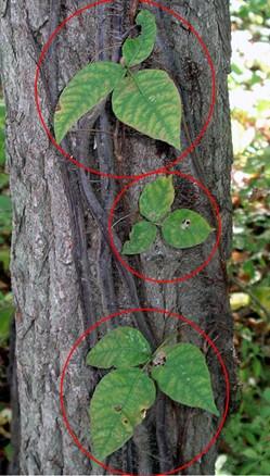 How to Identify Poison Ivy | University of Maryland Extension