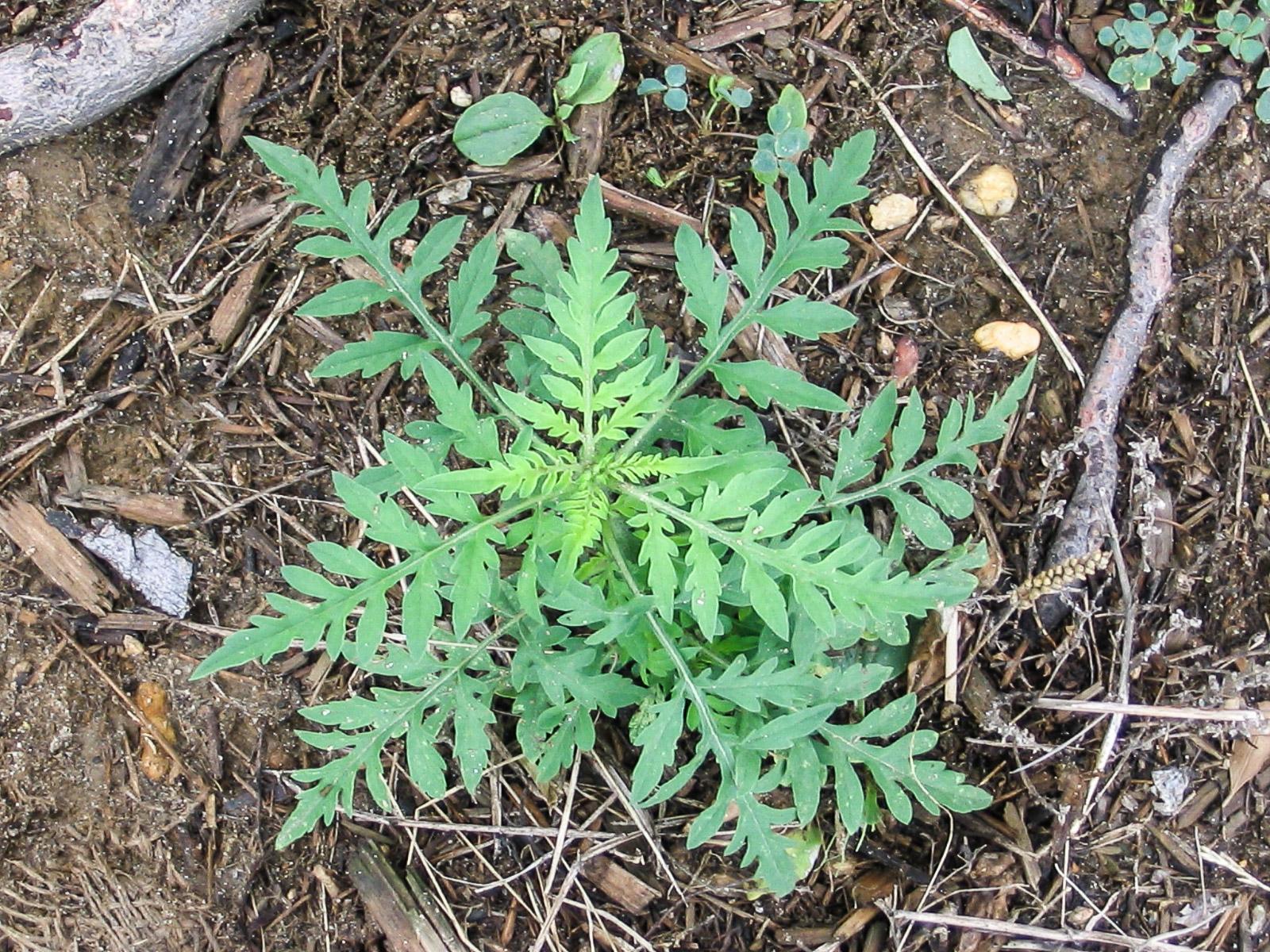 Summer Weeds | University of Maryland Extension