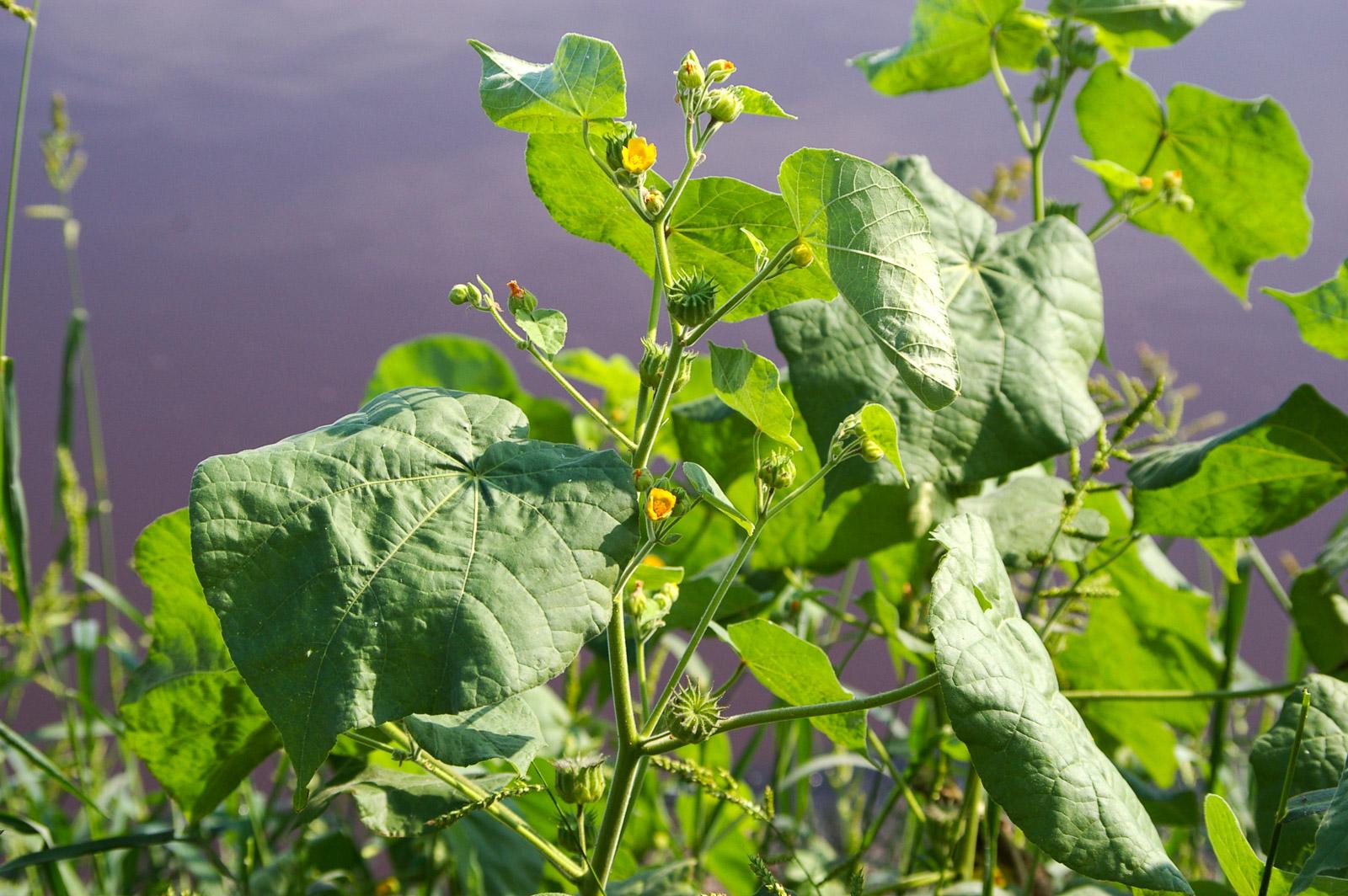 Summer Weeds | University of Maryland Extension