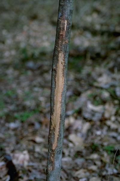 Deer Damage | University of Maryland Extension