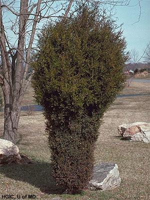 Deer Damage | University of Maryland Extension