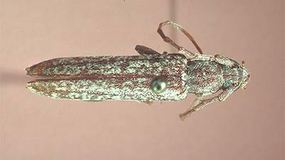 Twig Girdlers and Twig Pruners on Trees | University of Maryland Extension