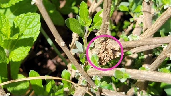 Bumps or Swelling on Vegetable Stems | University of Maryland Extension