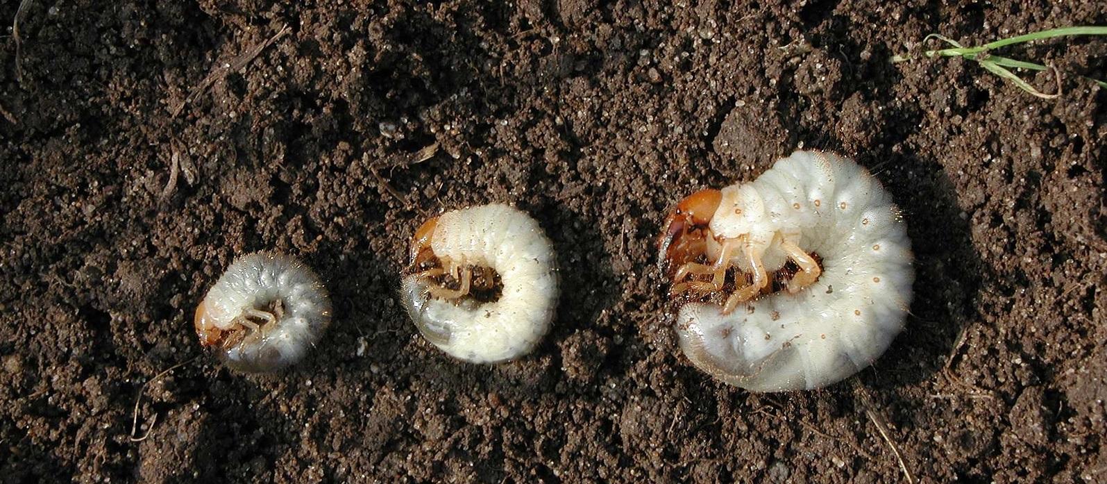 White Grub Management on Lawns | University of Maryland Extension