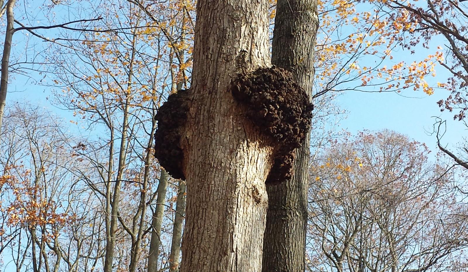 What Causes Trees and Shrubs to Die? | University of Maryland Extension