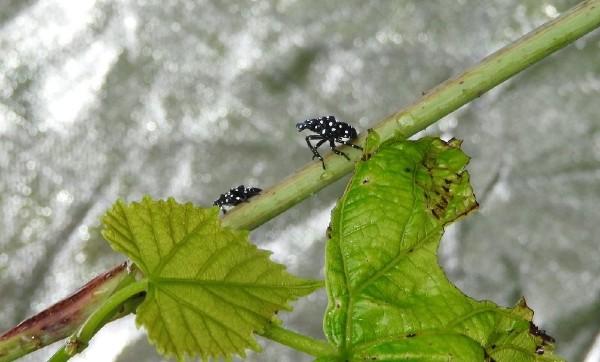 Spotted Lanternfly in Home Gardens | University of Maryland Extension