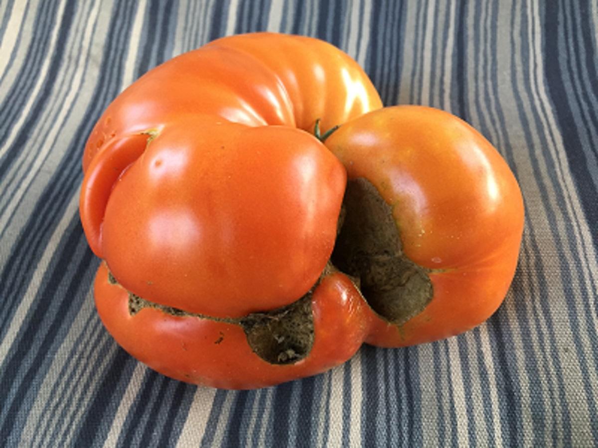 Catfacing on Tomatoes | University of Maryland Extension