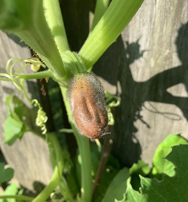 Choanephora Rot of Vegetables | University of Maryland Extension
