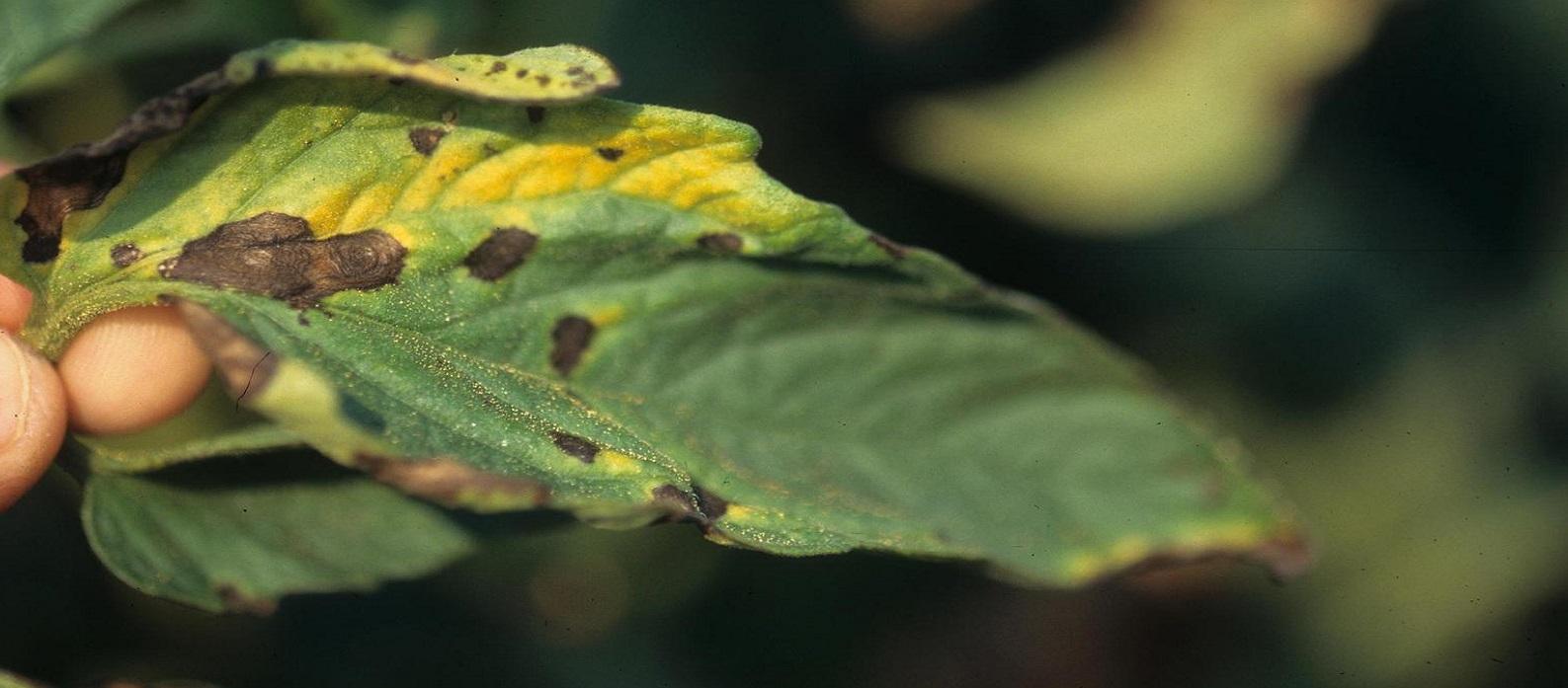 Fungal and Bacterial Diseases of Vegetables | University of Maryland ...