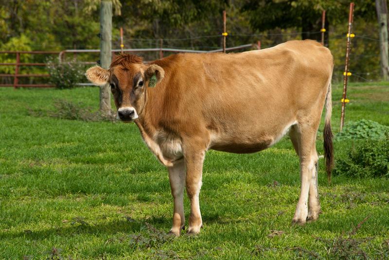 Do your heifers measure up? Tips for Evaluating your Heifer Program ...