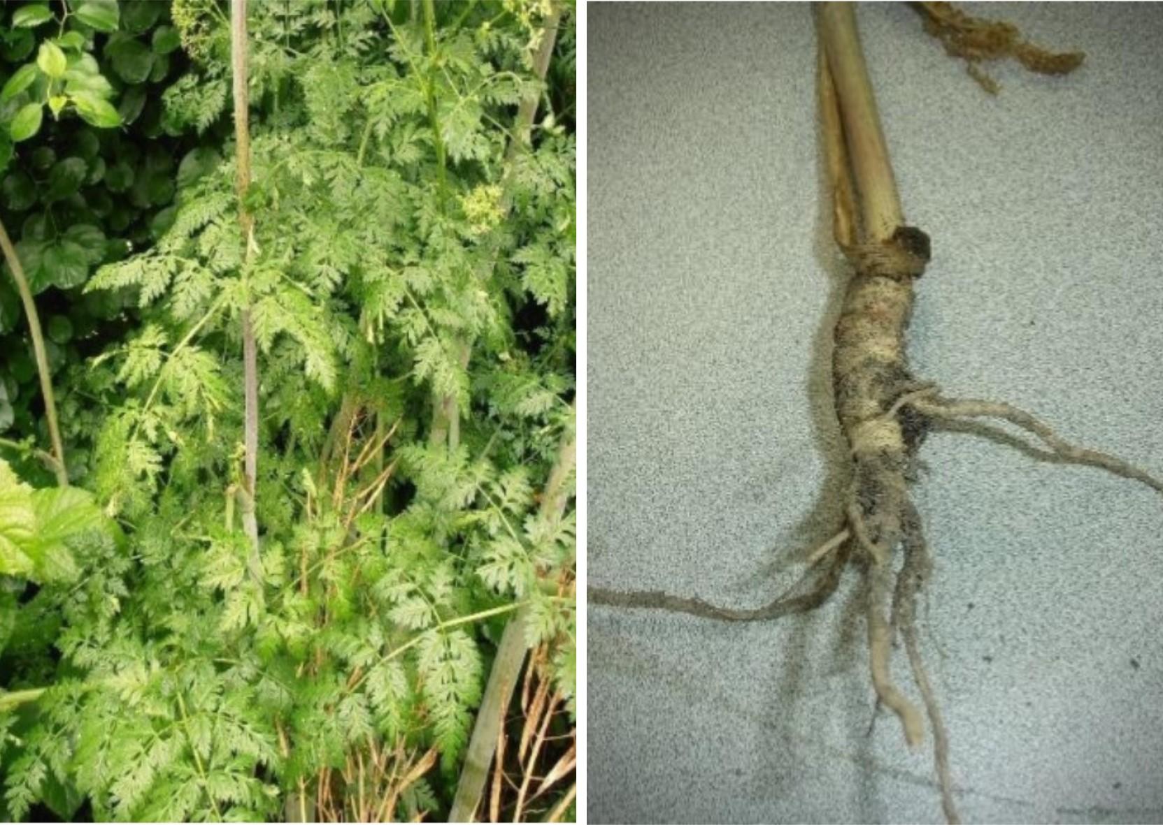 Poison Hemlock Identification and Management | University of Maryland ...