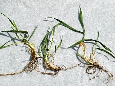 Quackgrass | University of Maryland Extension