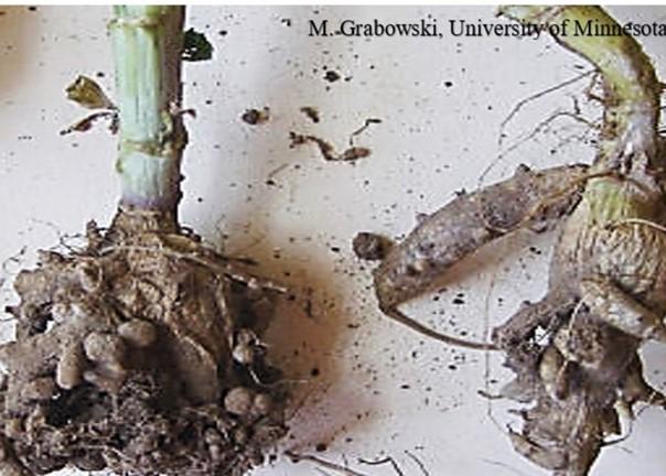 Club Root Found in Brassica Crops | University of Maryland Extension