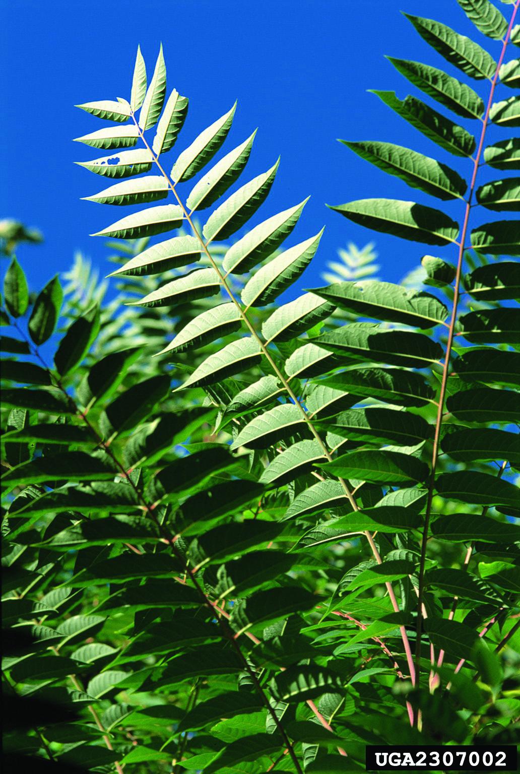 Invasives in Your Woodland: Tree-of-Heaven (Ailanthus) | University of ...