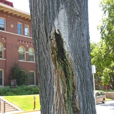 What Causes Trees and Shrubs to Die? | University of Maryland Extension