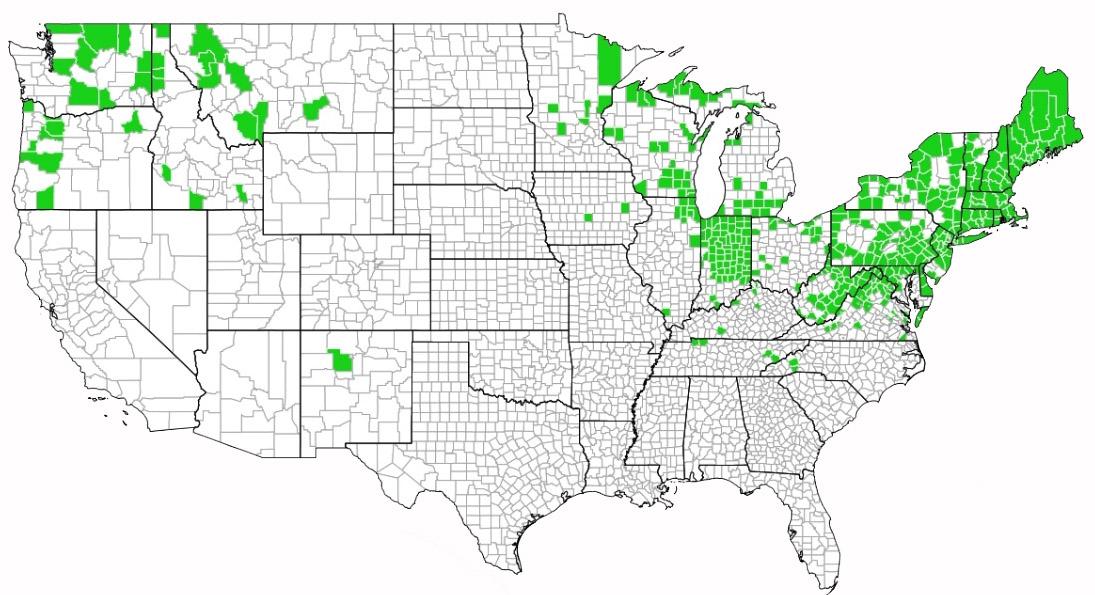 Invasives in Your Woodland: Norway Maple | University of Maryland Extension