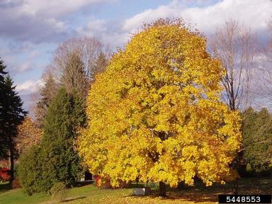 Invasives in Your Woodland: Norway Maple | University of Maryland Extension