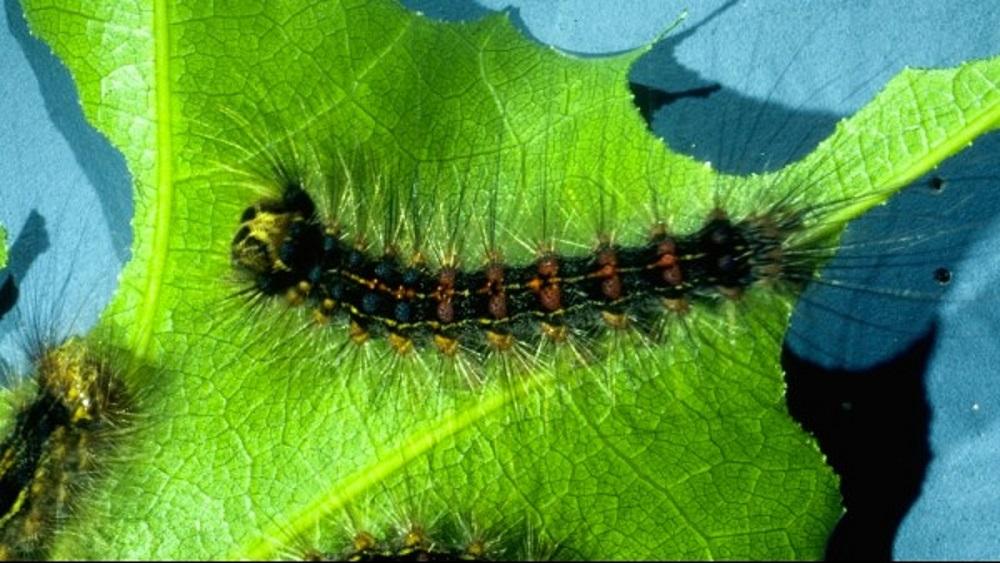 Spongy (Gypsy) Moths and Caterpillars on Trees | University of Maryland ...