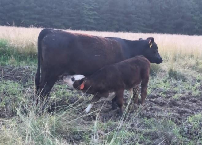 Weaning Tips and Vaccination Programs for Beef Calves | University of ...