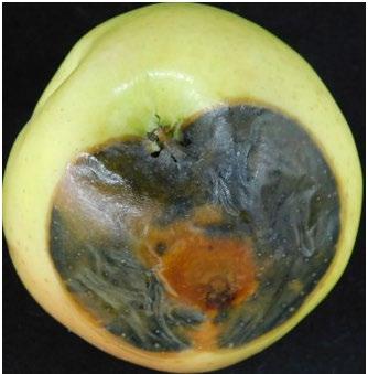 Managing Apple Fruit Rots and Other Headaches in the Orchard ...