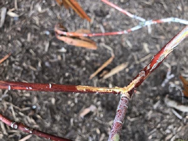 Botryosphaeria Canker of Shrubs | University of Maryland Extension