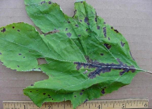 Hydrangea: Identify and Manage Problems | University of Maryland Extension