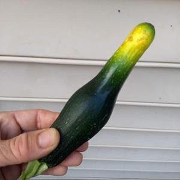 Pollination of Vegetable Crops in a Changing Climate | University of ...