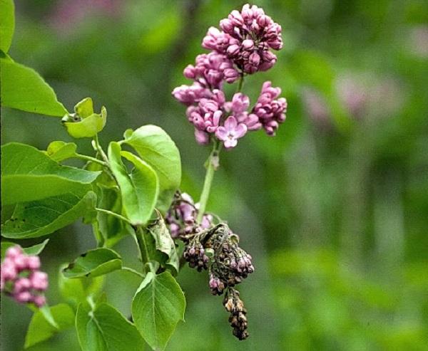 Lilac: Identify and Manage Problems | University of Maryland Extension