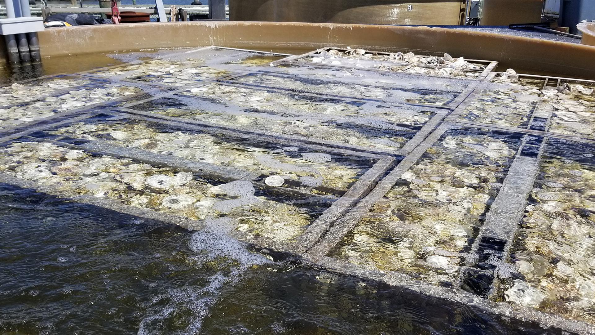 Oyster Farming | University of Maryland Extension