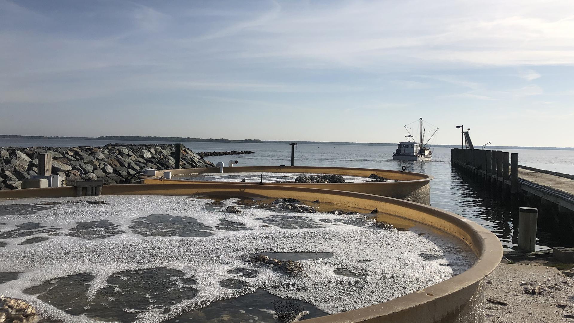 Oyster Farming | University of Maryland Extension