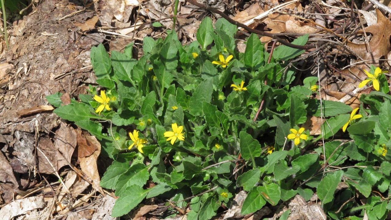 Recommended Native Plants for Maryland | University of Maryland Extension
