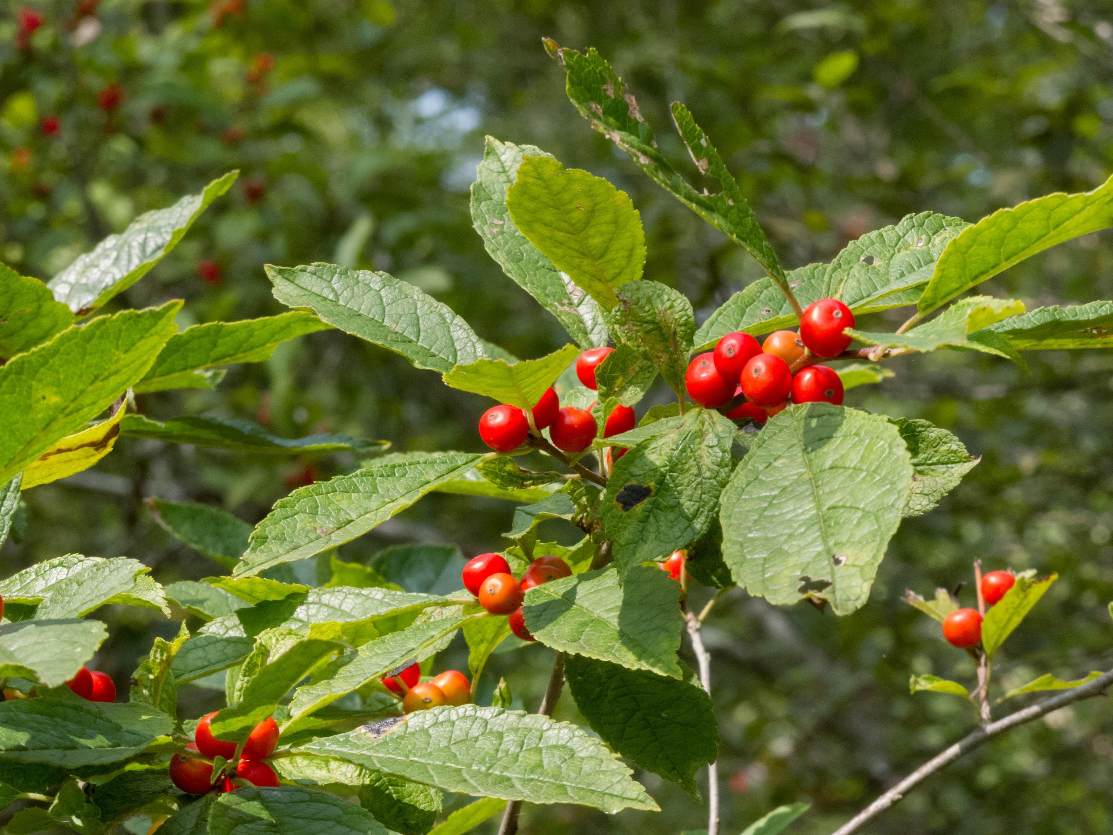 Recommended Native Plants for Maryland | University of Maryland Extension