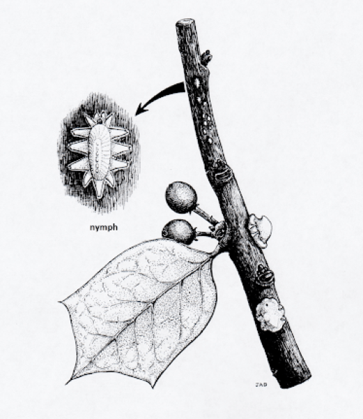 Indian Wax Scale | University of Maryland Extension