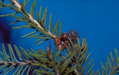 Soft Scales on Trees and Shrubs | University of Maryland Extension