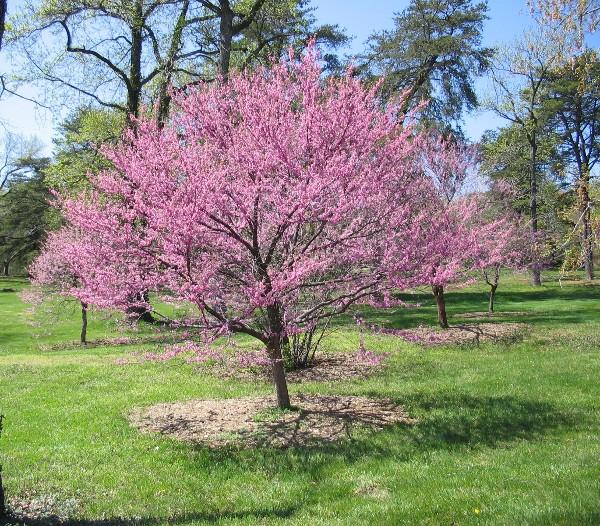 Eastern Redbud | University of Maryland Extension