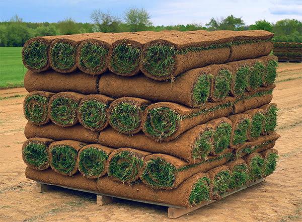 Sod | University of Maryland Extension
