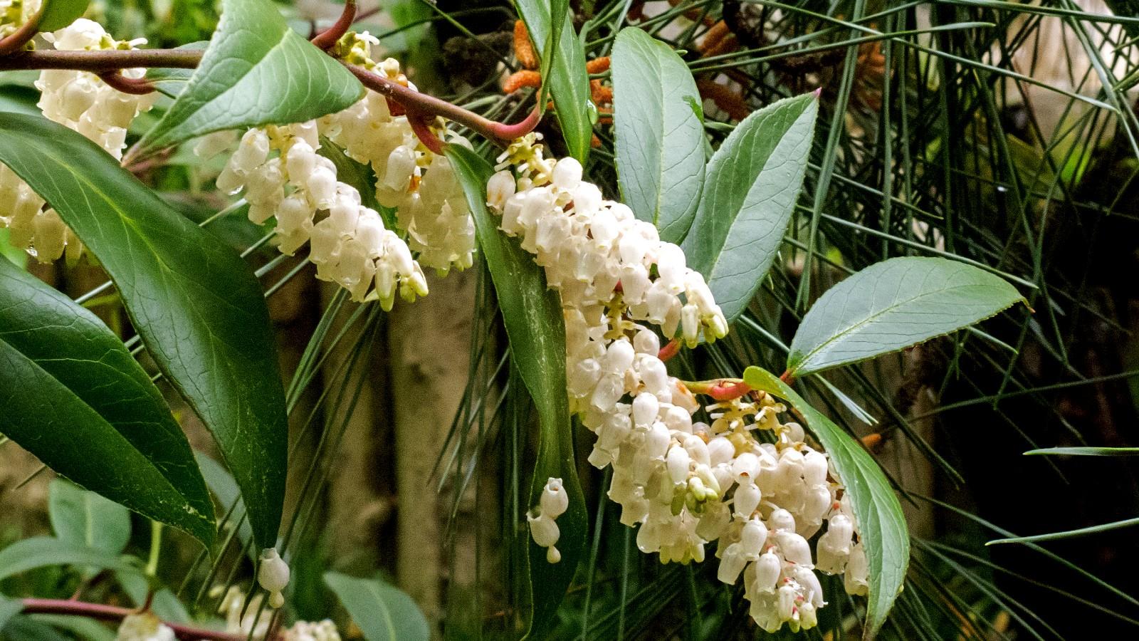 Recommended Native Plants for Maryland | University of Maryland Extension