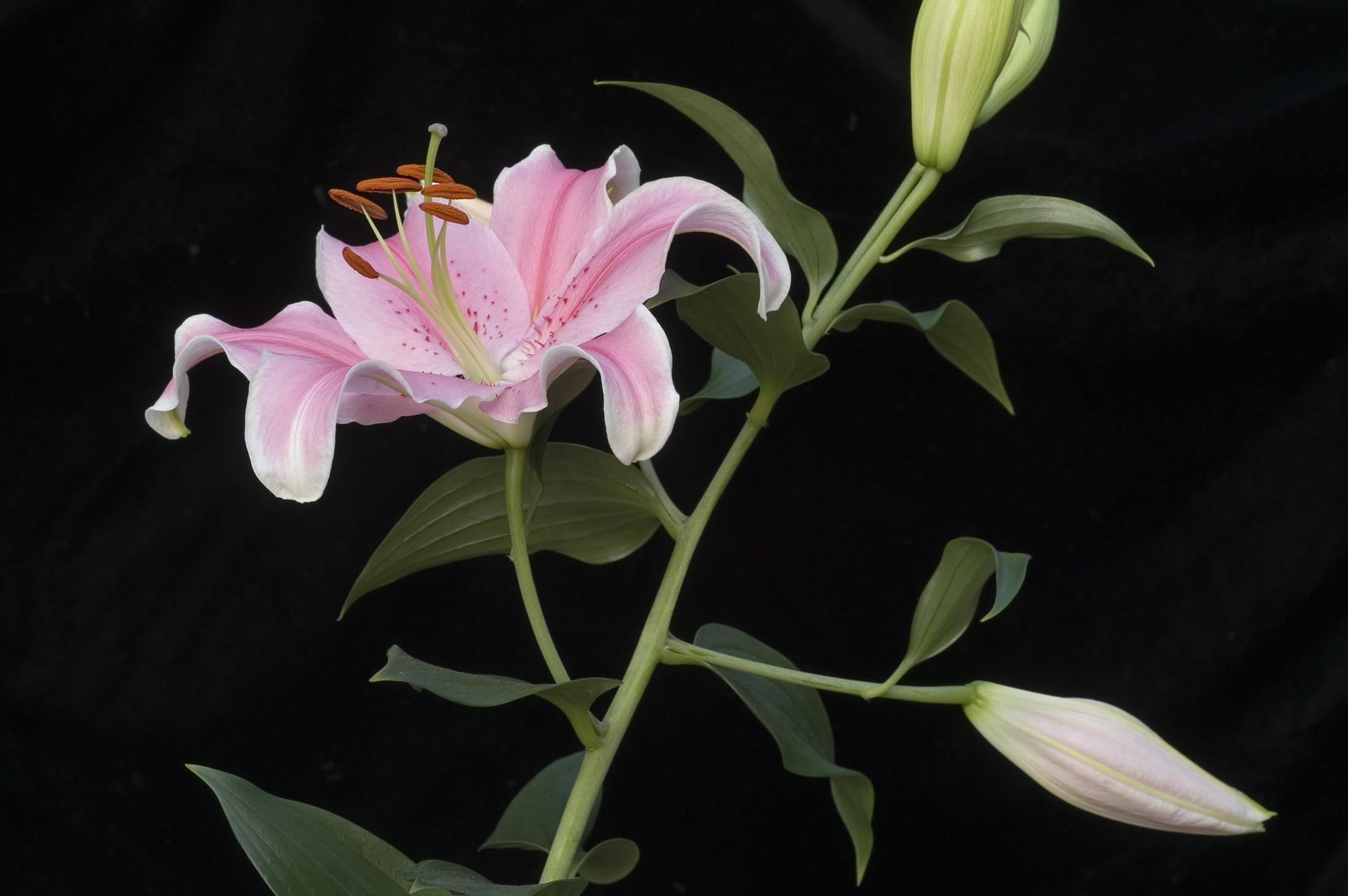 Production of Hybrid Lilies for Cut Flowers | University of Maryland ...