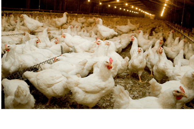Poultry Program at UME | University of Maryland Extension