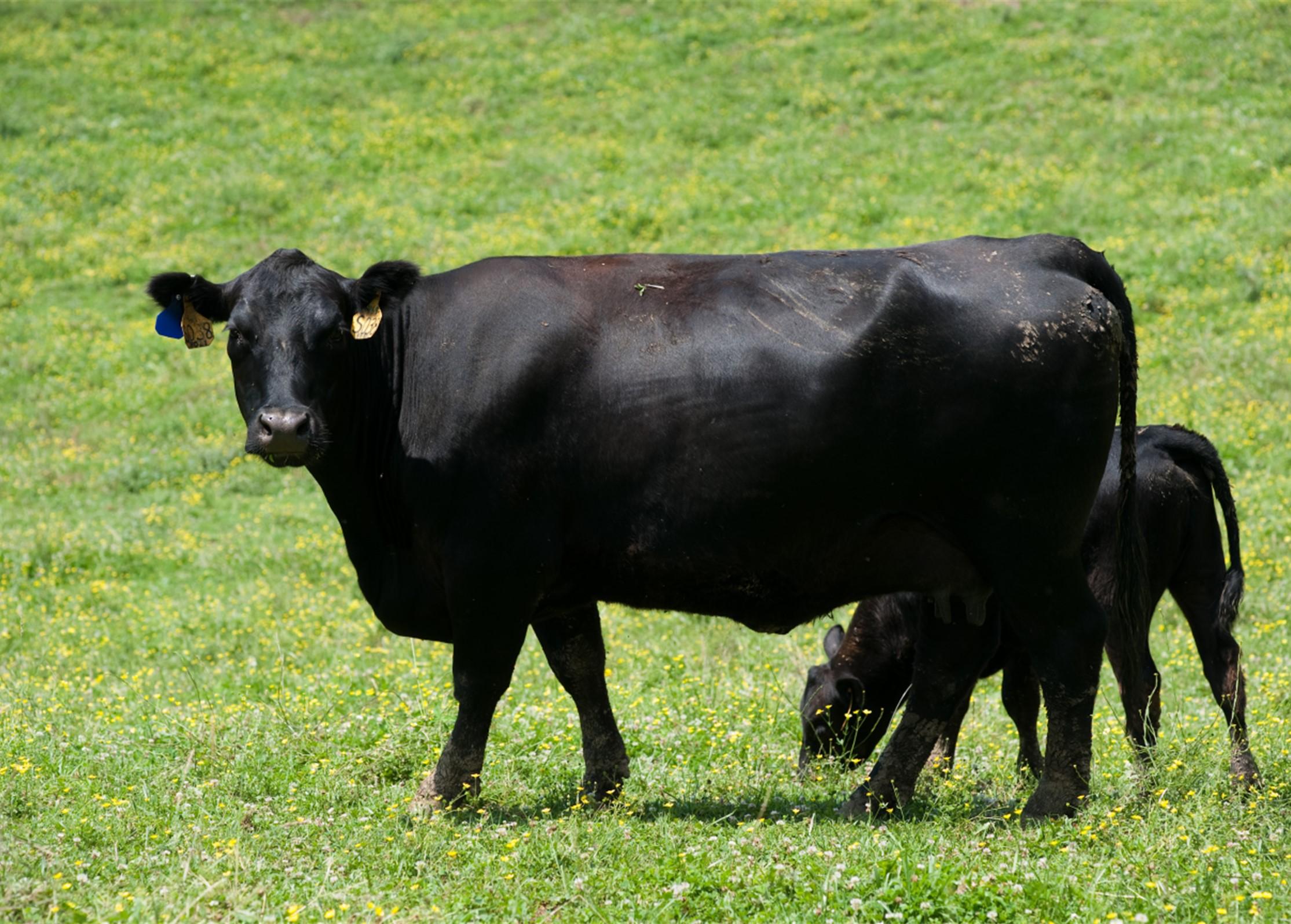 Beef Cattle Nutrition | University of Maryland Extension