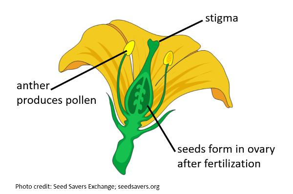 Pollination of Vegetable Crops in a Changing Climate | University of ...