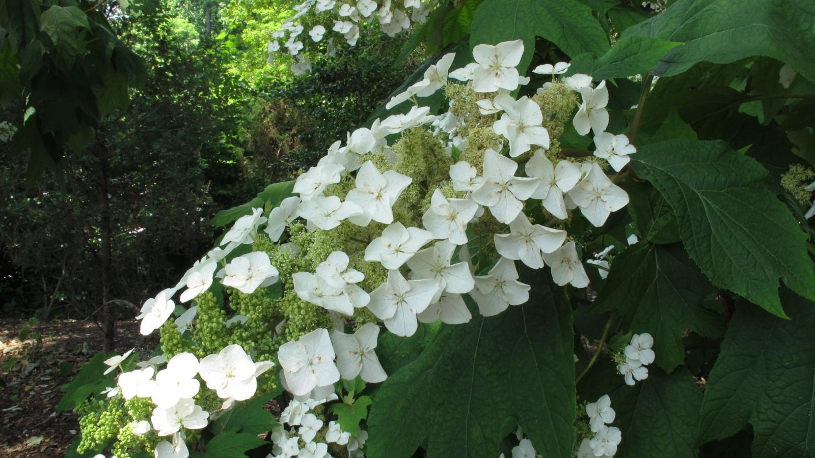 Native Shrubs | University of Maryland Extension